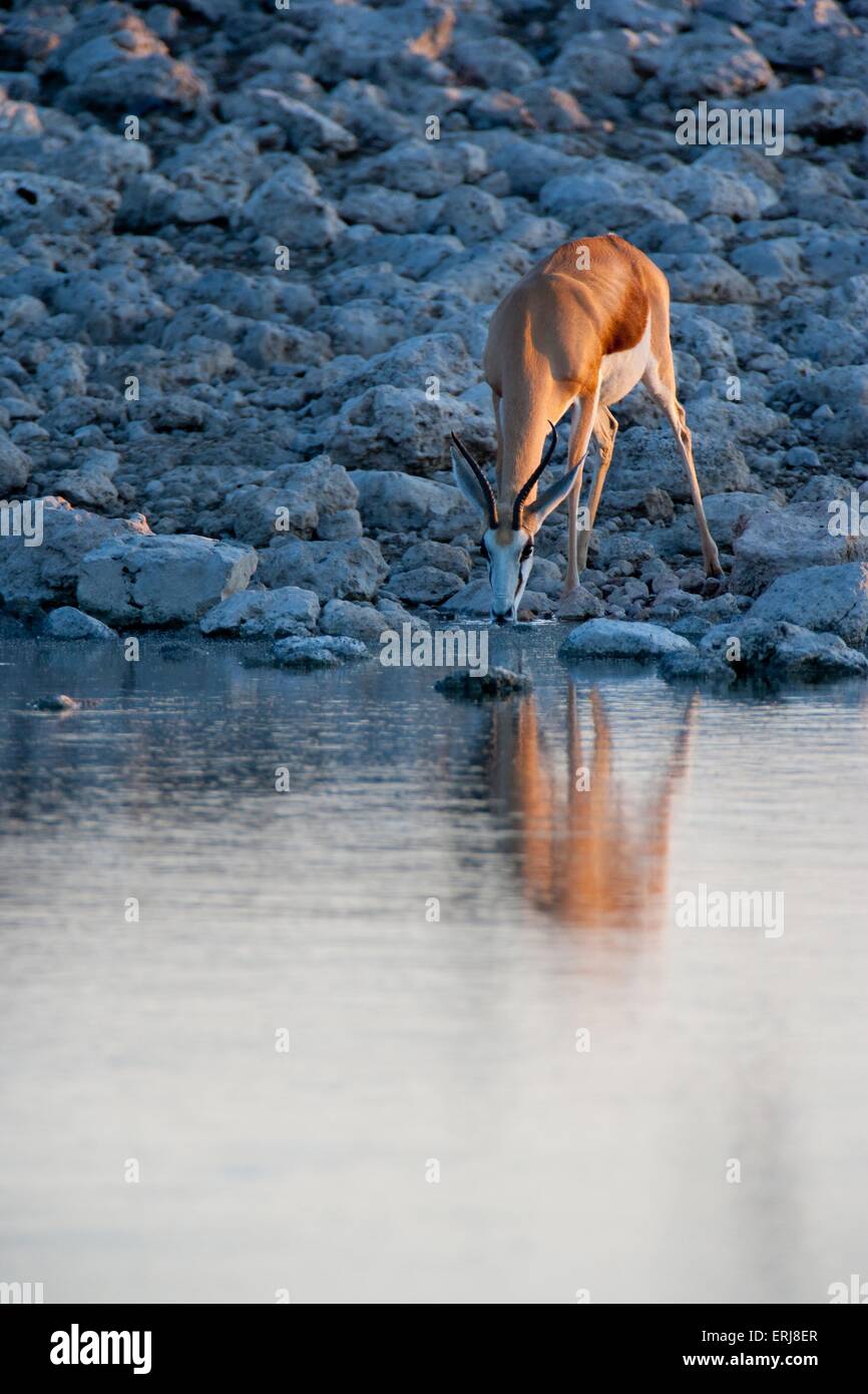 Springbok one horn hi-res stock photography and images - Alamy