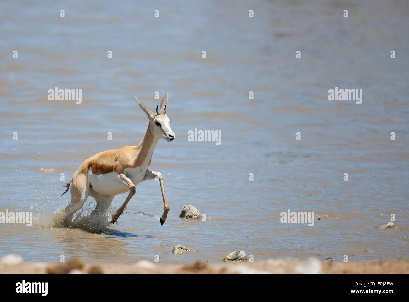 Springbok running hi-res stock photography and images - Alamy