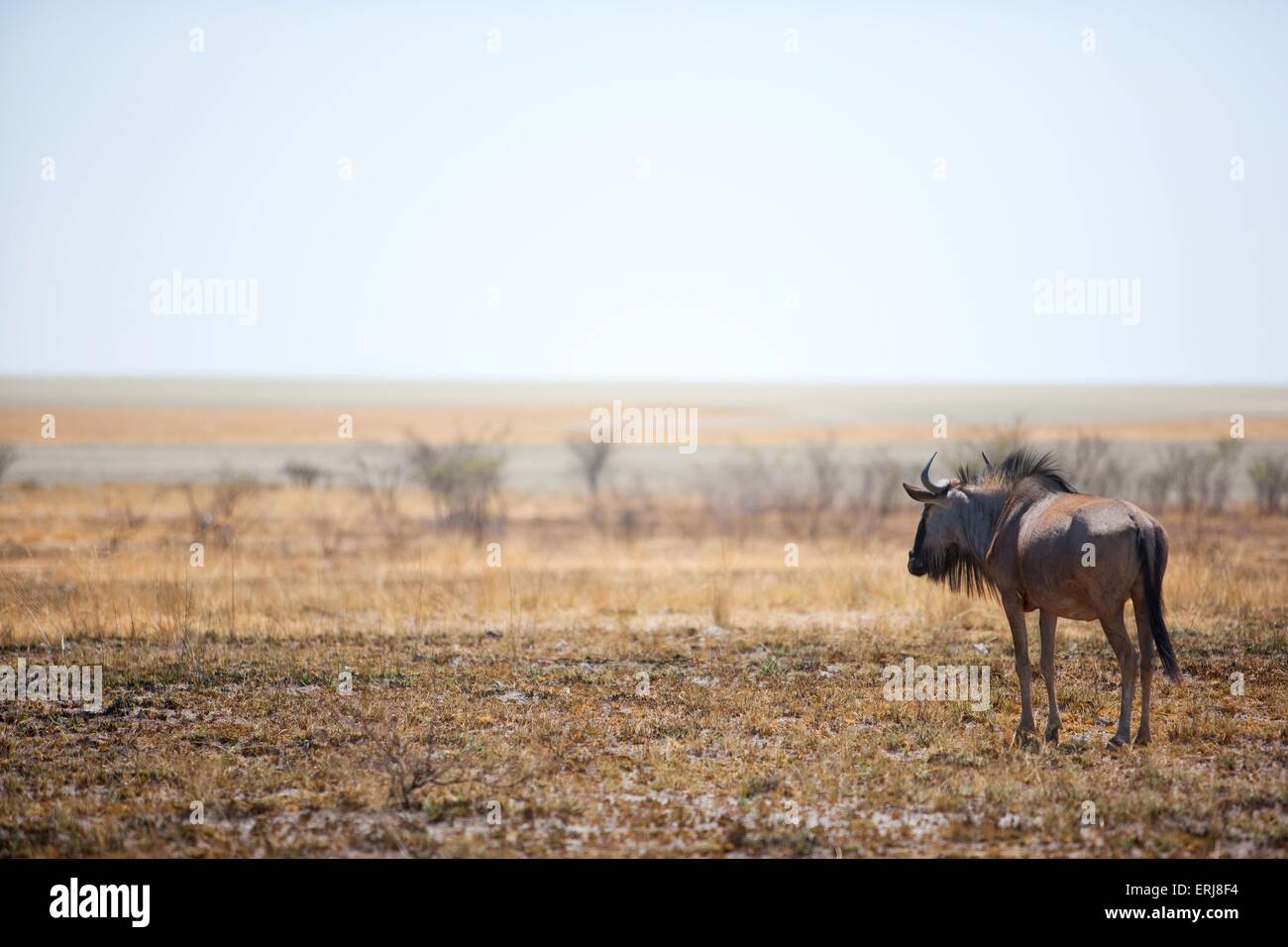 Blue wildebeest horn hi-res stock photography and images - Alamy