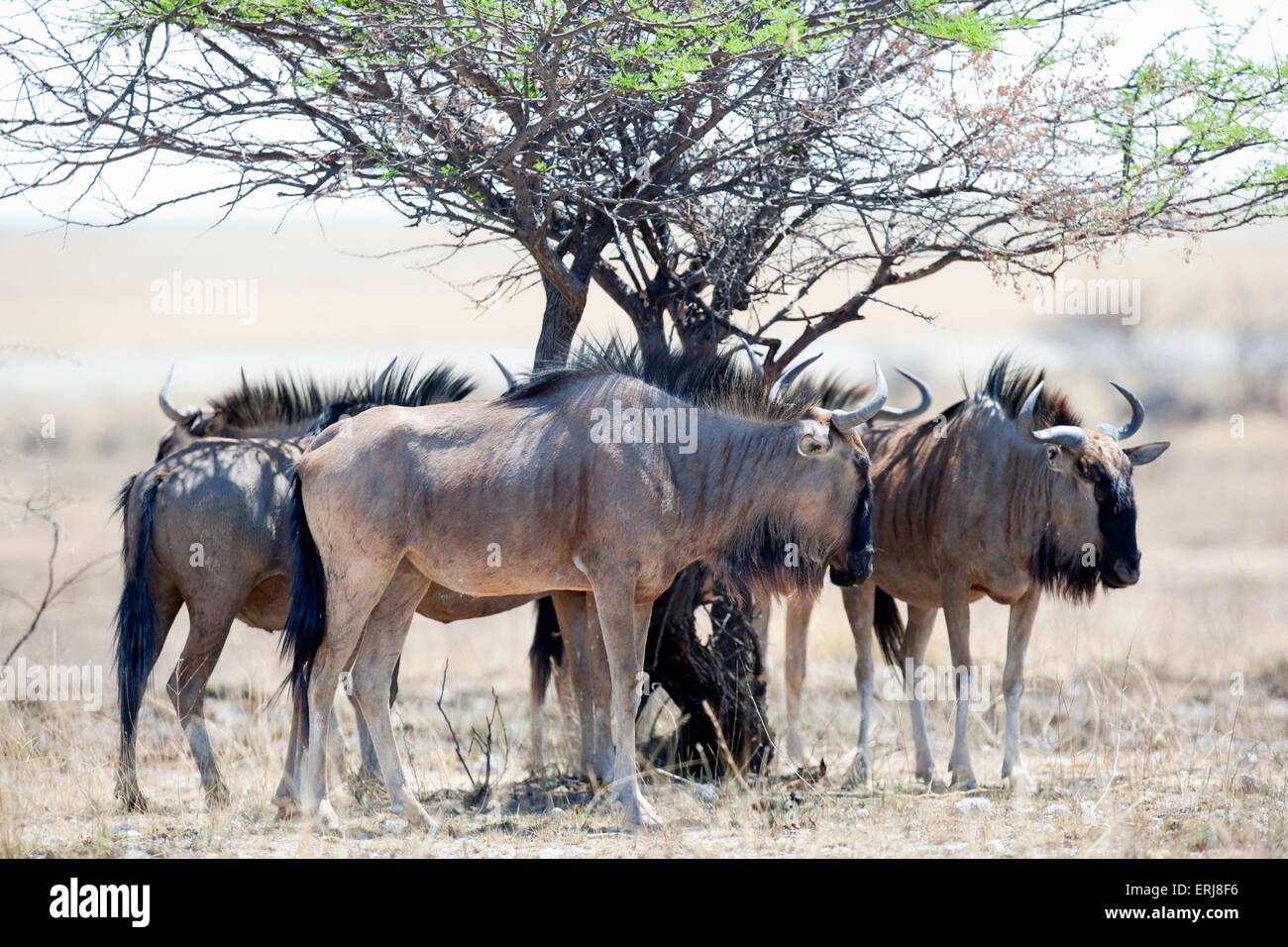 African wildebeests hi-res stock photography and images - Alamy