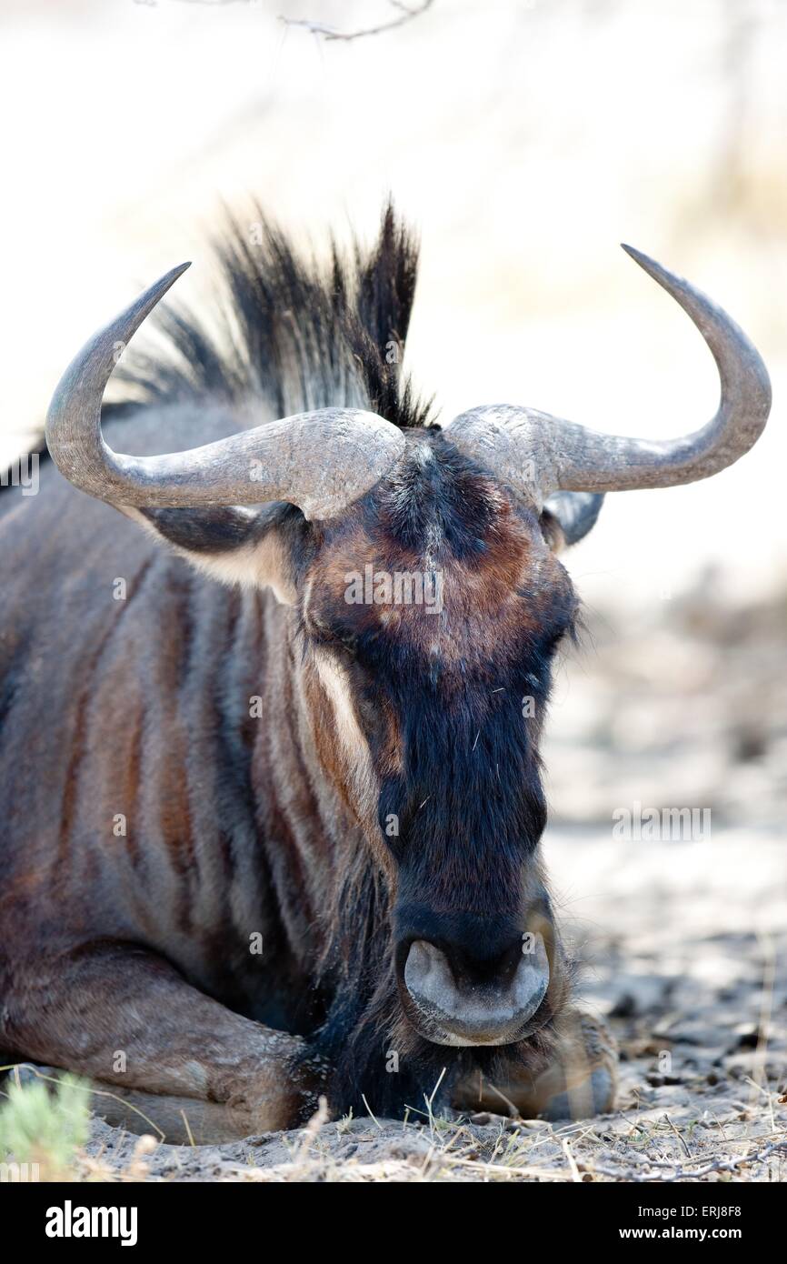 Single blue wildebeest connochaetes hi-res stock photography and images ...
