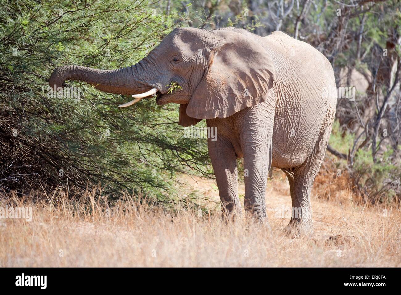 Elephant eating grass side view hi-res stock photography and images - Alamy