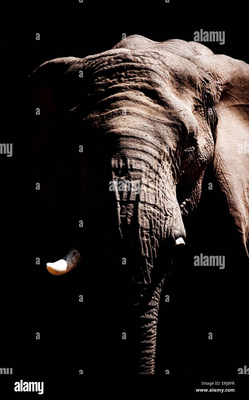 Portrait elephant hi-res stock photography and images - Alamy