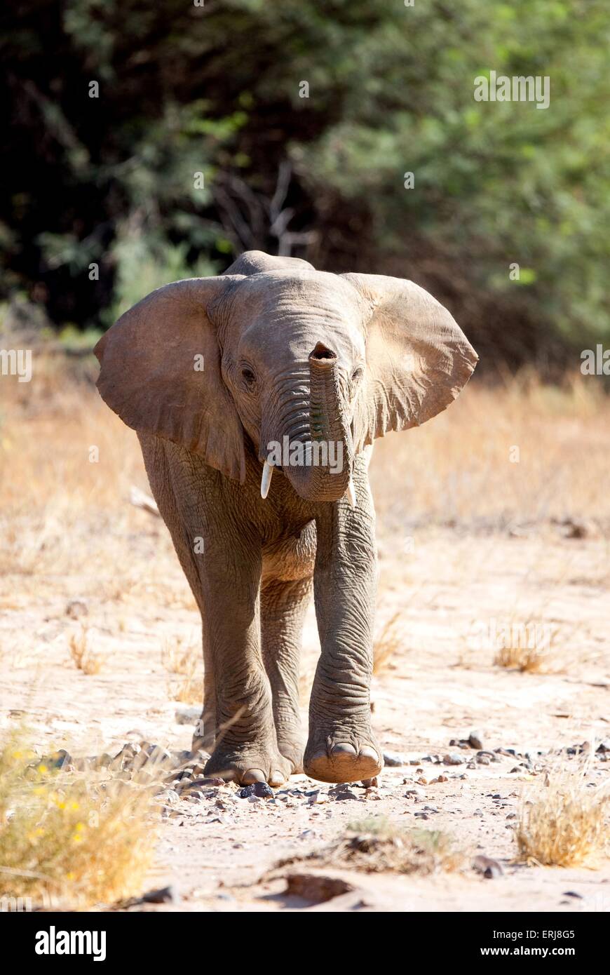 Moving elephant hi-res stock photography and images - Alamy