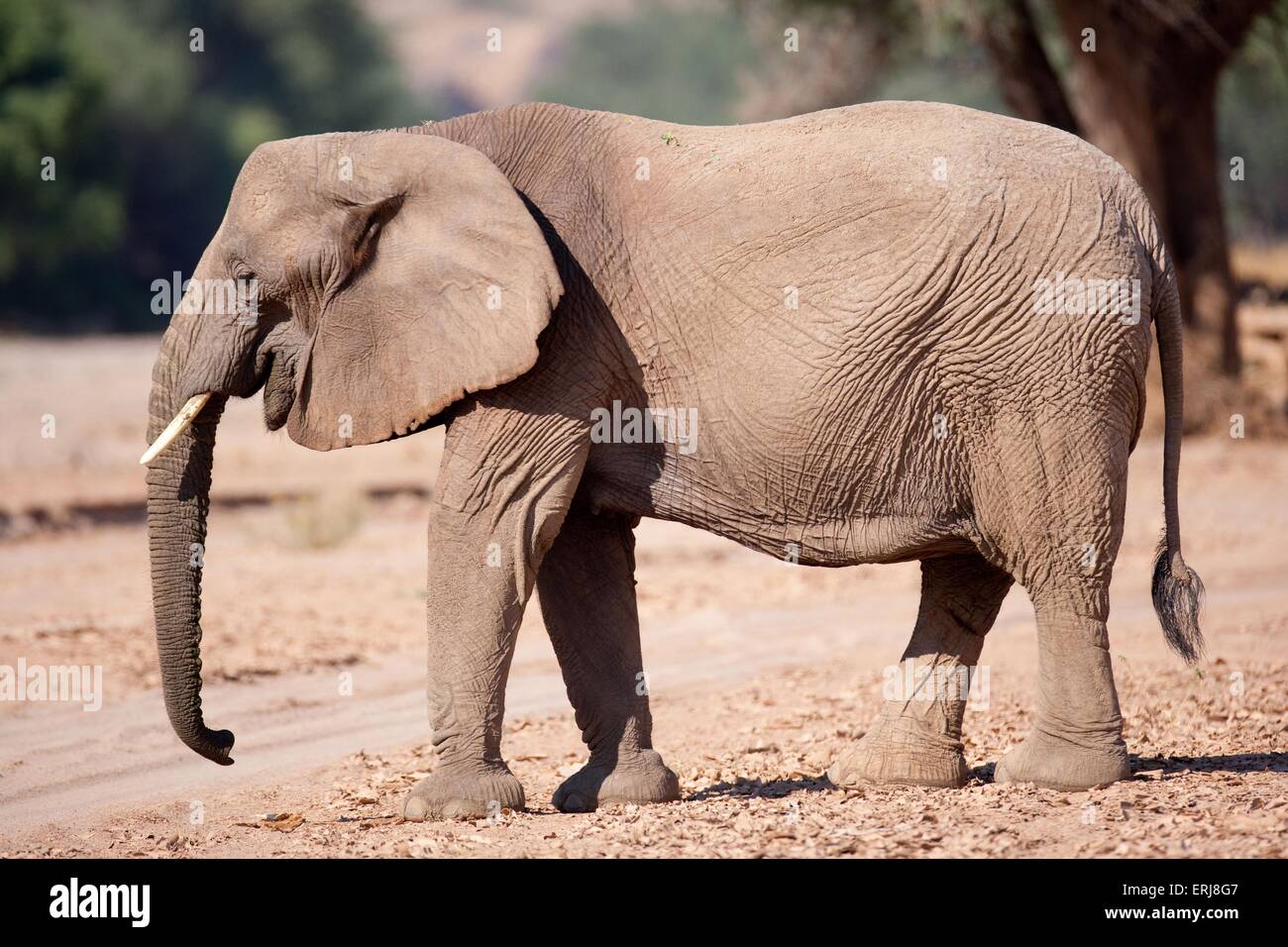 African elephant side profile hi-res stock photography and images - Alamy