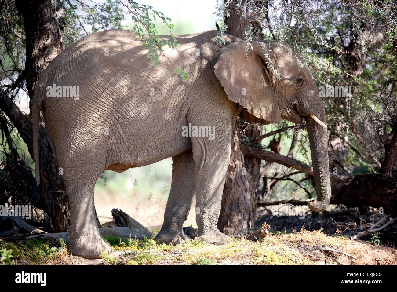 Tree shade elephant hi-res stock photography and images - Alamy