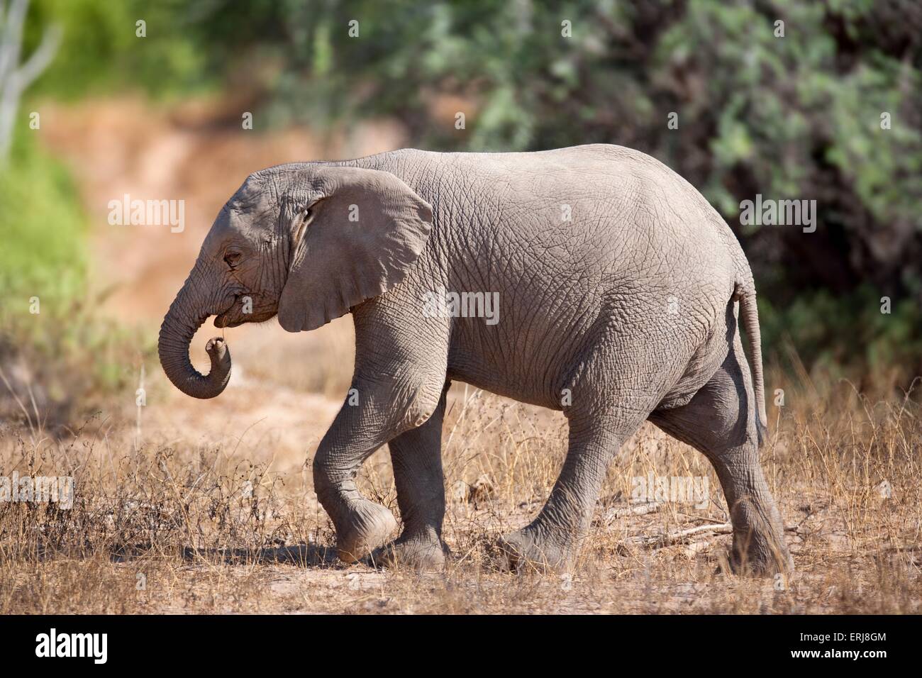 Side profile of elephant walking hi-res stock photography and images ...