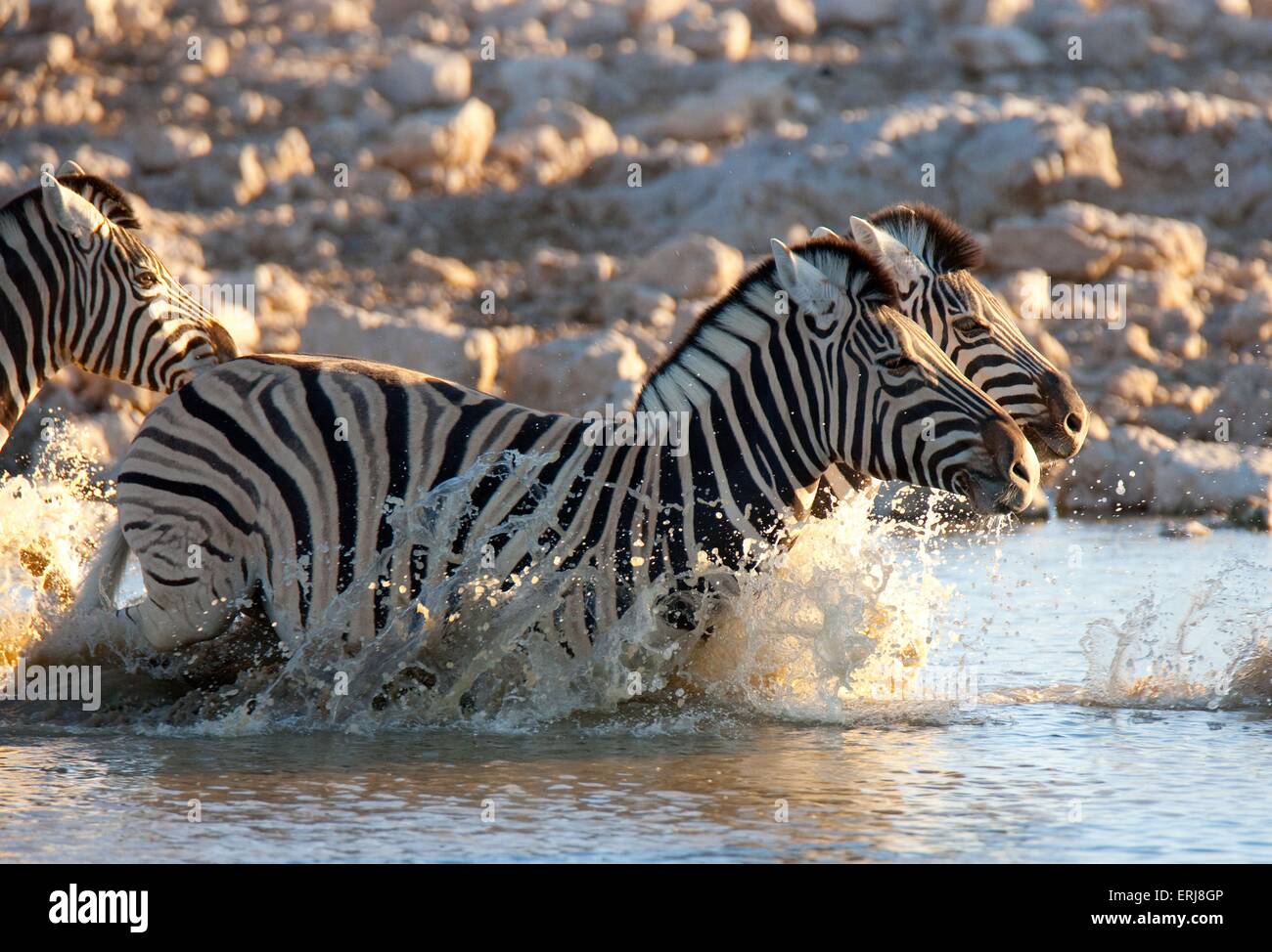 Zebras galloping hi-res stock photography and images - Alamy