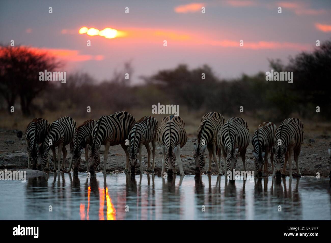 Zebras sunset hi-res stock photography and images - Alamy