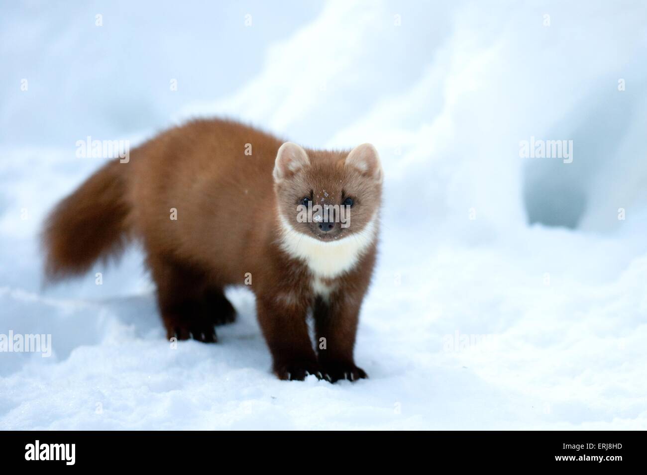 Marten With Prey High Resolution Stock Photography and Images - Alamy