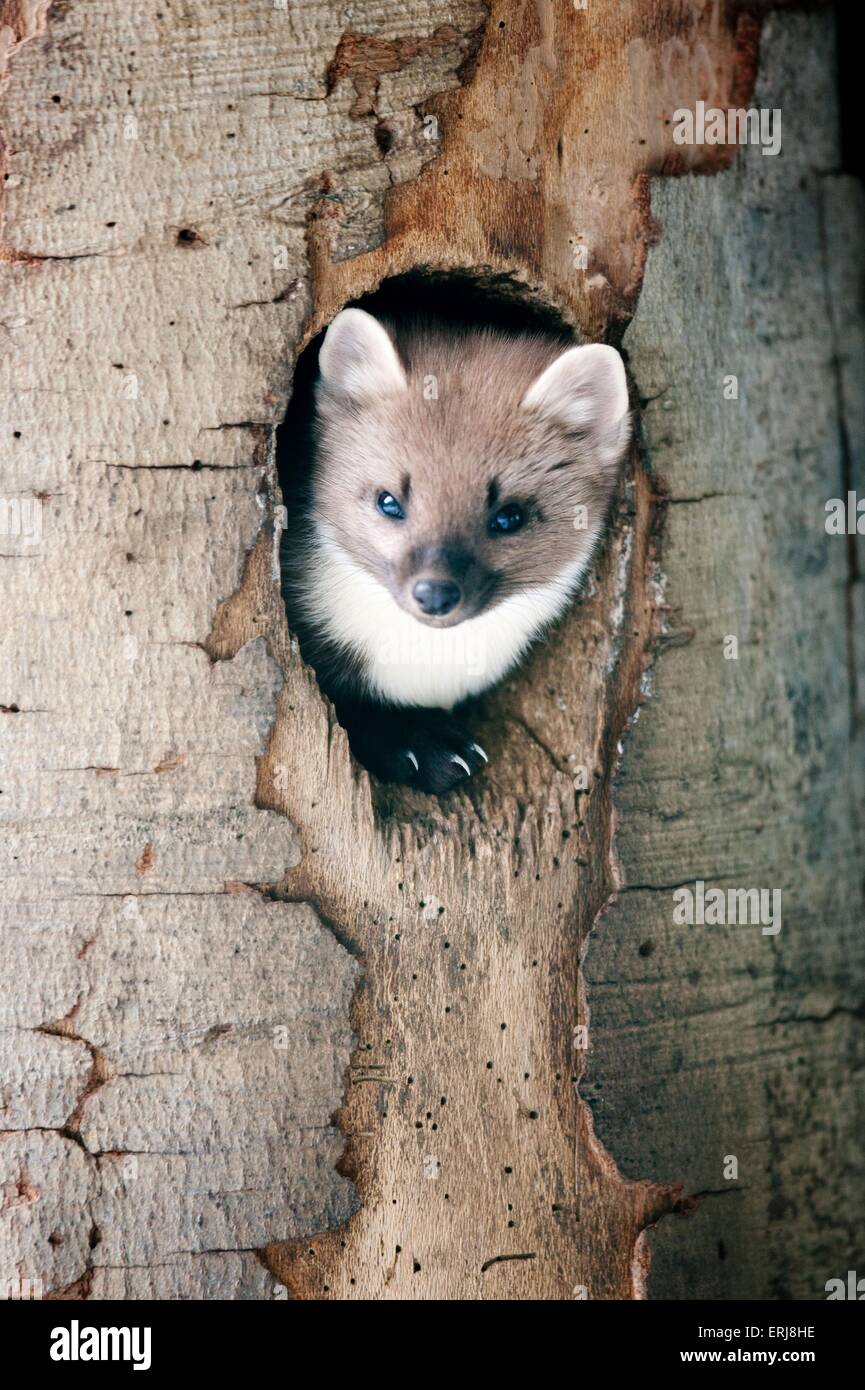 Tree marten head hi-res stock photography and images - Alamy