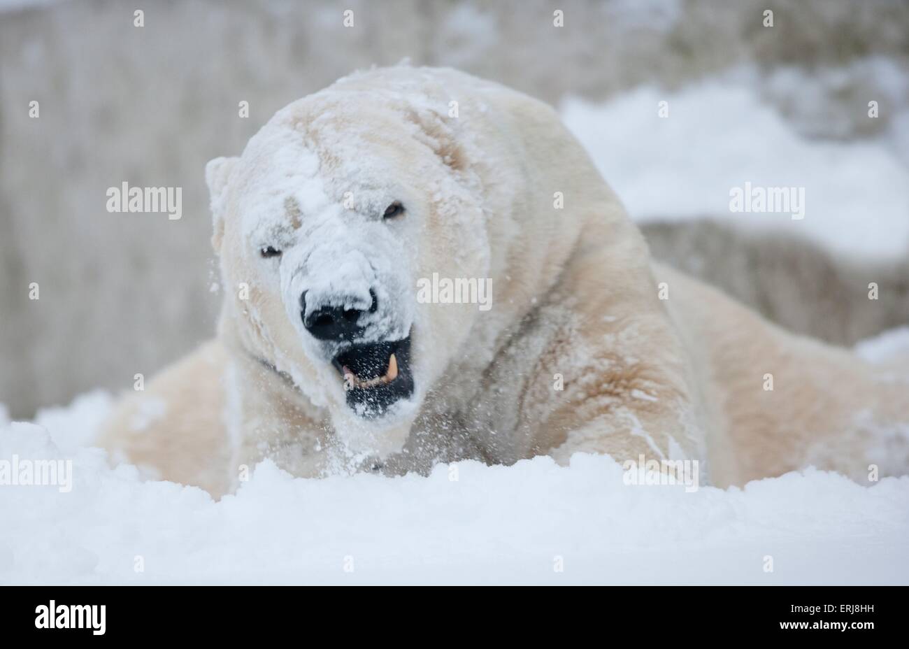 Lie ice hi-res stock photography and images - Alamy