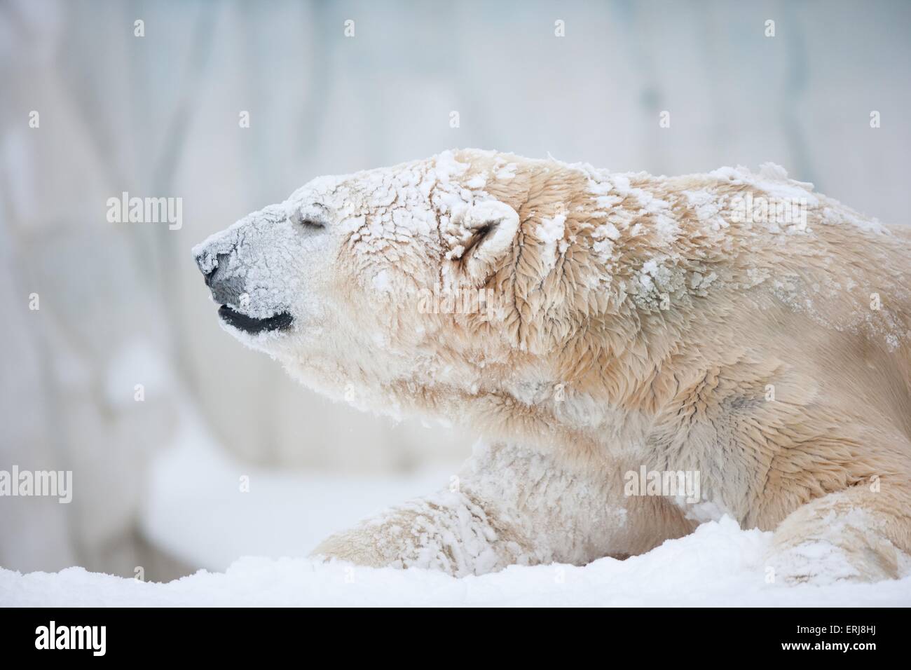 Polar bear head side hi-res stock photography and images - Alamy