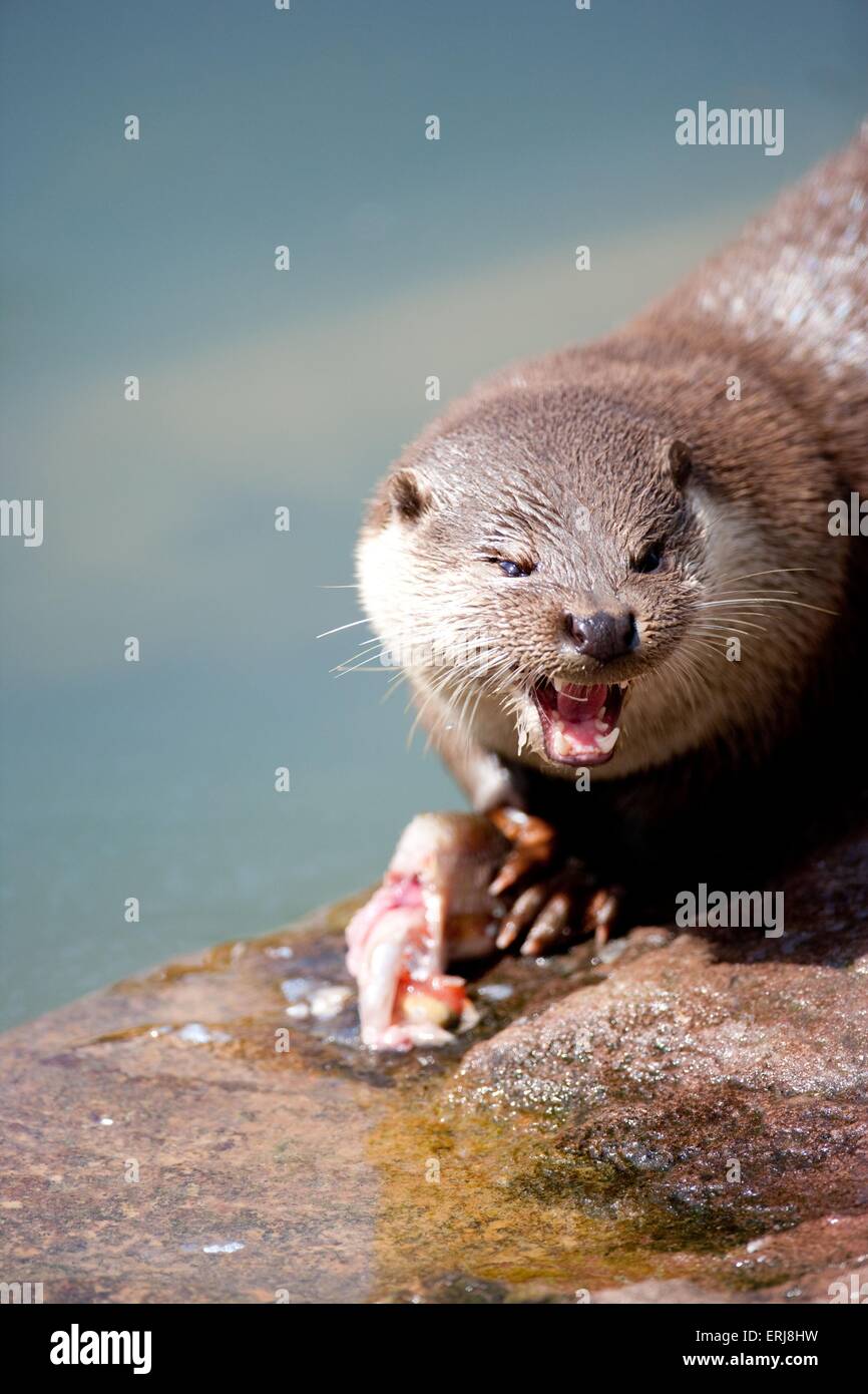 Eurasian river otter vertical hi-res stock photography and images - Alamy