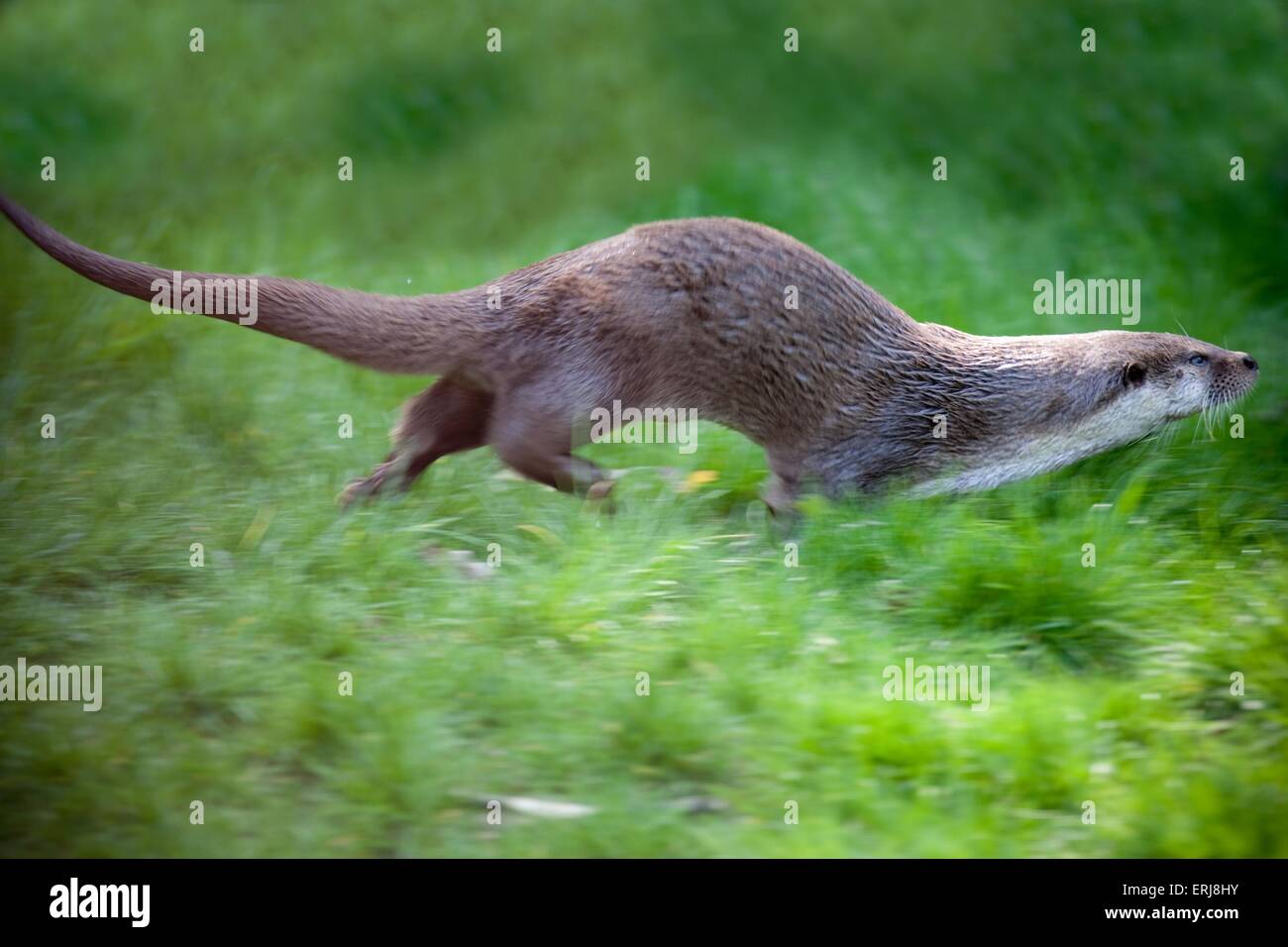 Running Otter High Resolution Stock Photography and Images - Alamy