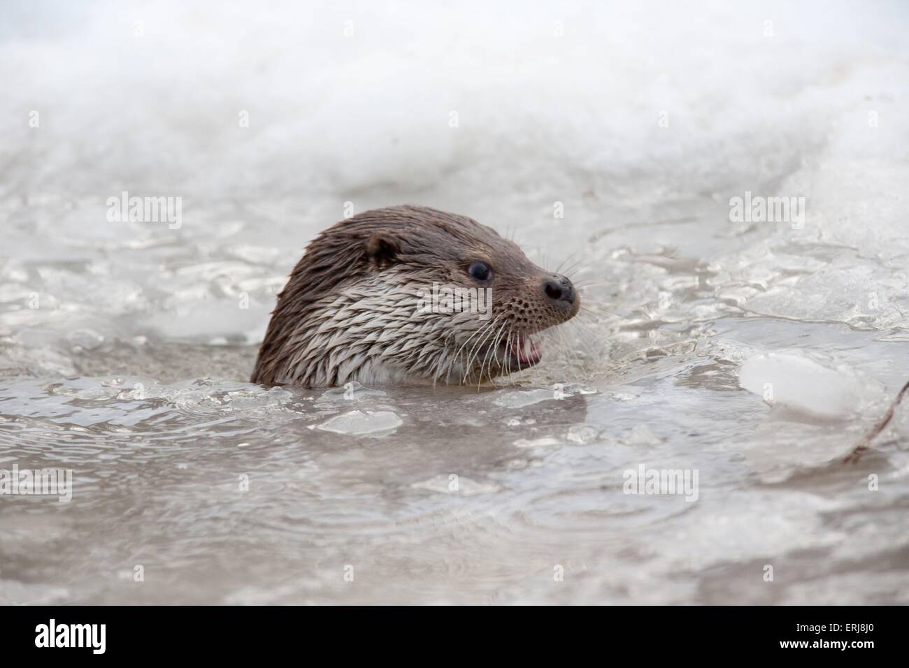 Common otter ice hi-res stock photography and images - Alamy
