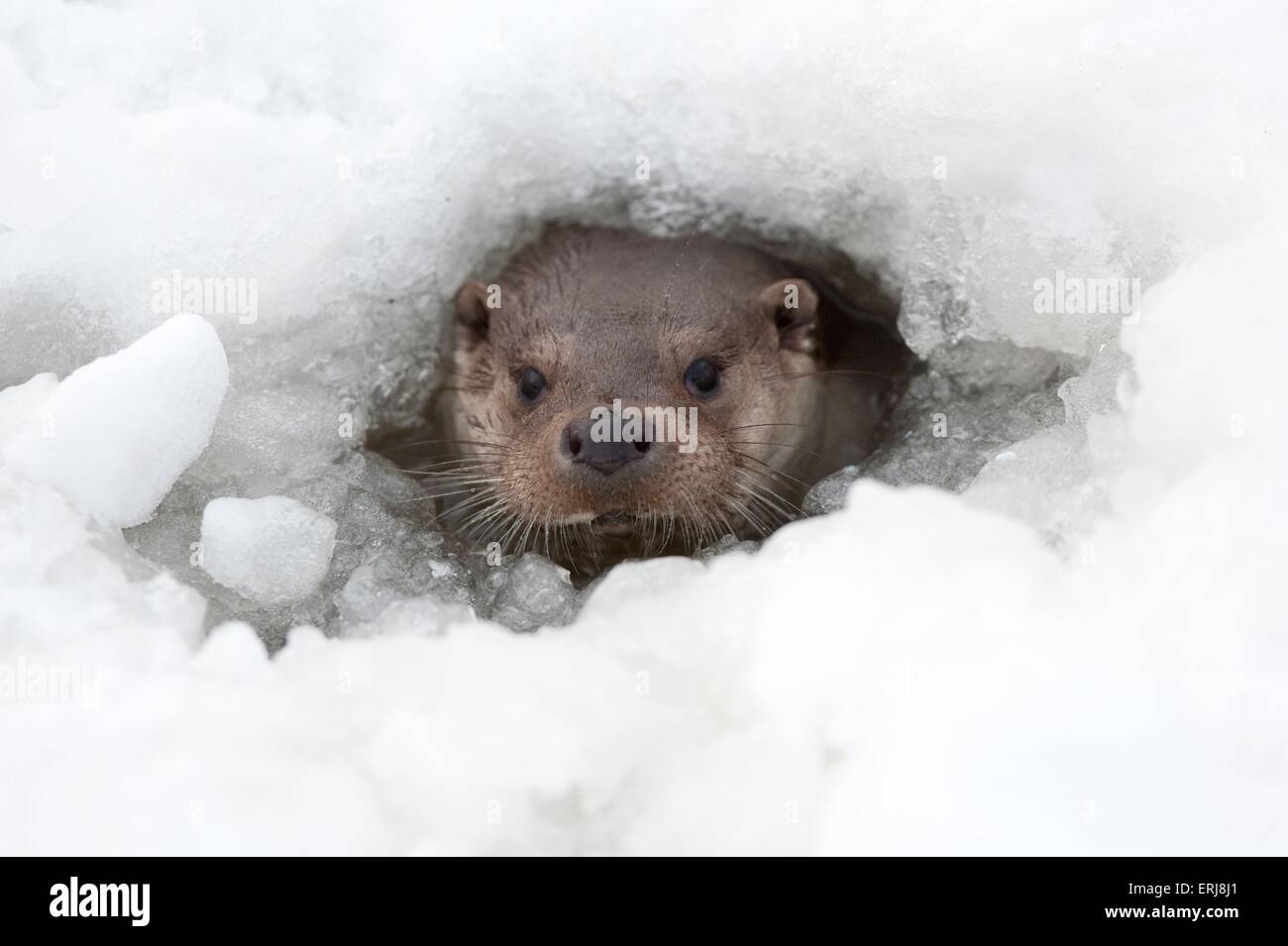 Otter eye contact hi-res stock photography and images - Alamy
