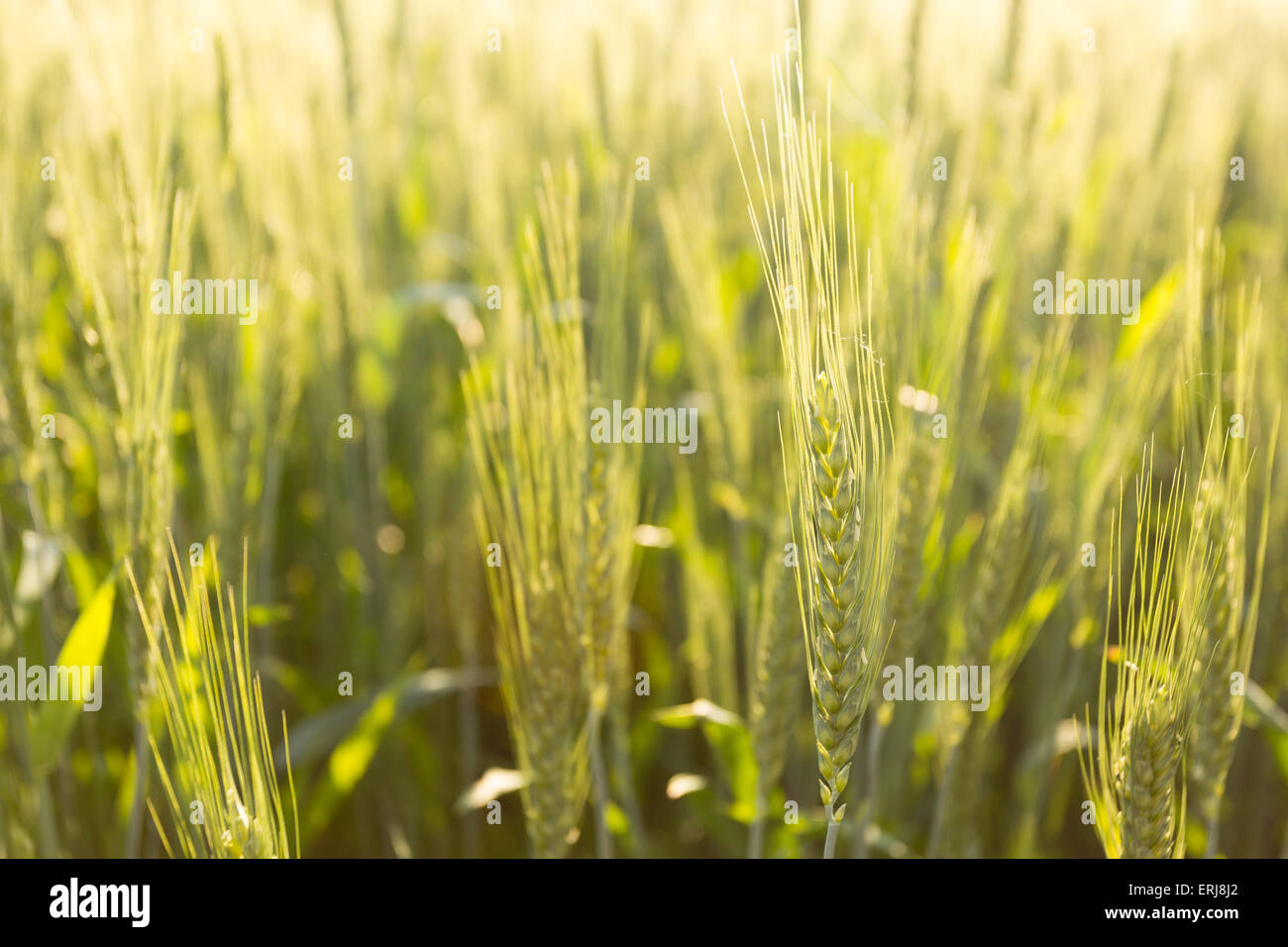 Green wheat in backlight Stock Photo - Alamy