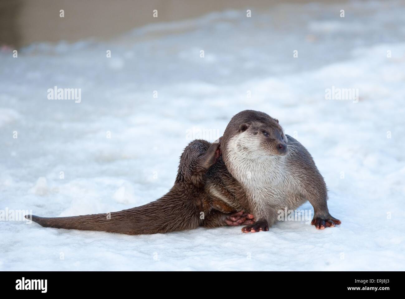 Common otter ice hi-res stock photography and images - Alamy