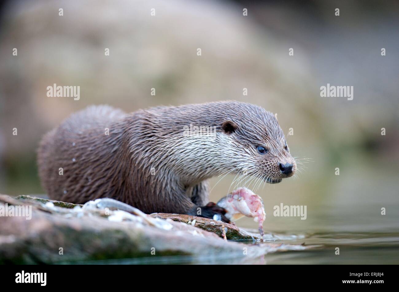 Sea otter eating fish on shore hi-res stock photography and images - Alamy