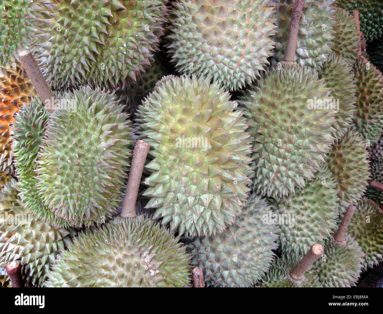 Durian farm malaysia hi-res stock photography and images - Alamy