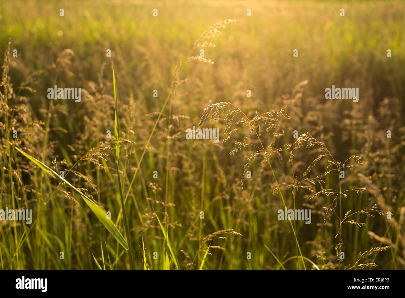 Golden wild grass at sunset Stock Photo - Alamy