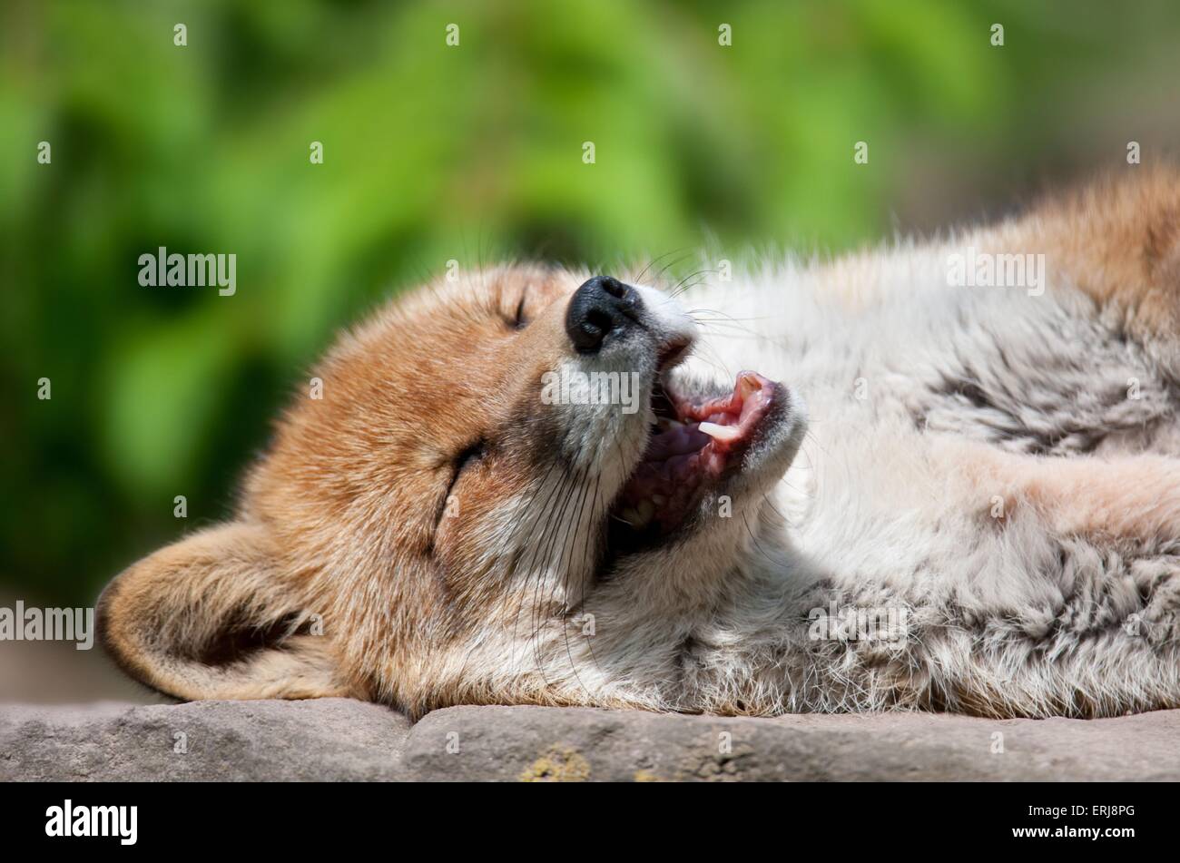 Fox head side hi-res stock photography and images - Alamy
