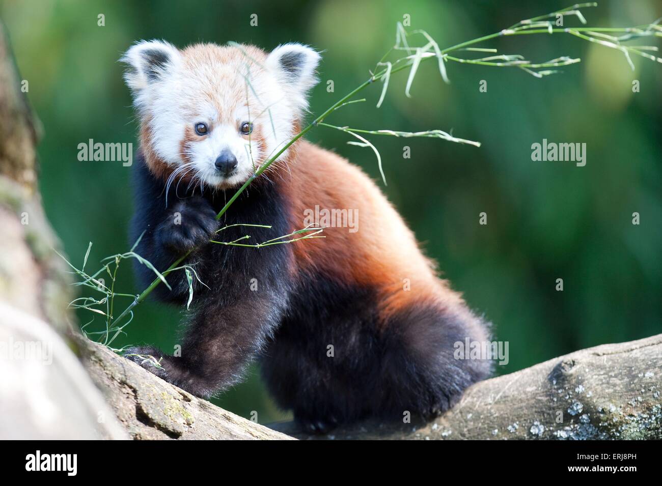 lesser red panda Stock Photo - Alamy