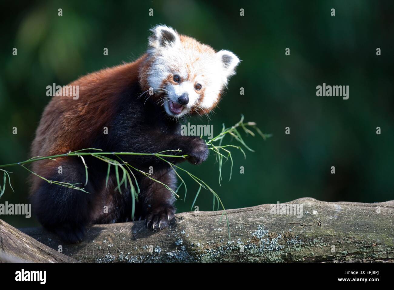 lesser red panda Stock Photo - Alamy