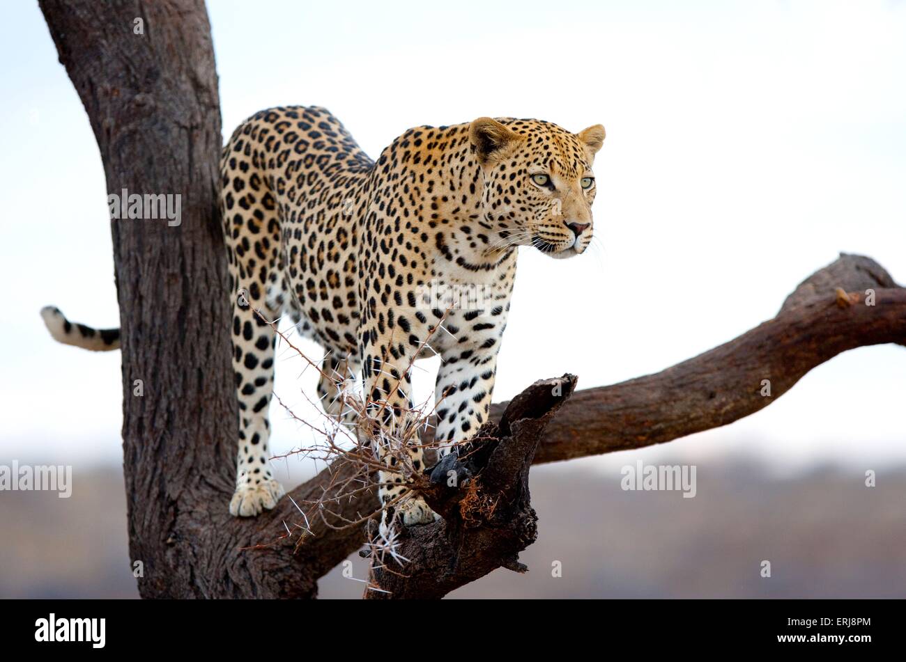 Clouded leopard hi-res stock photography and images - Alamy