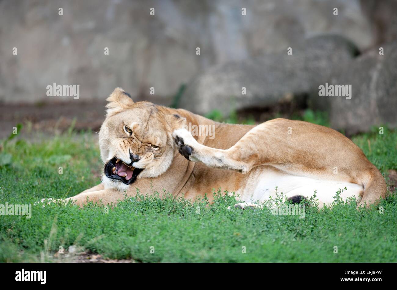Lion scratching hi-res stock photography and images - Alamy