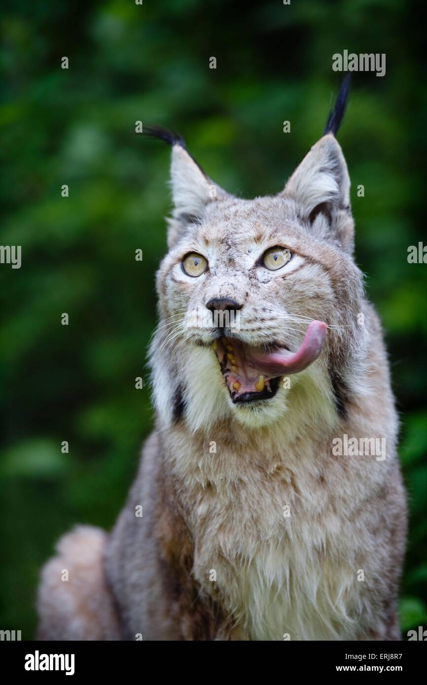 Lynx tongue hi-res stock photography and images - Alamy