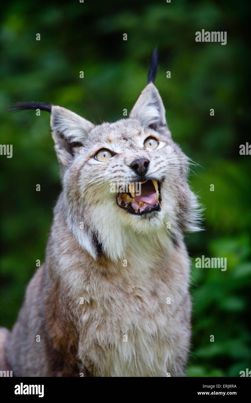 Lynx mouth open hi-res stock photography and images - Alamy
