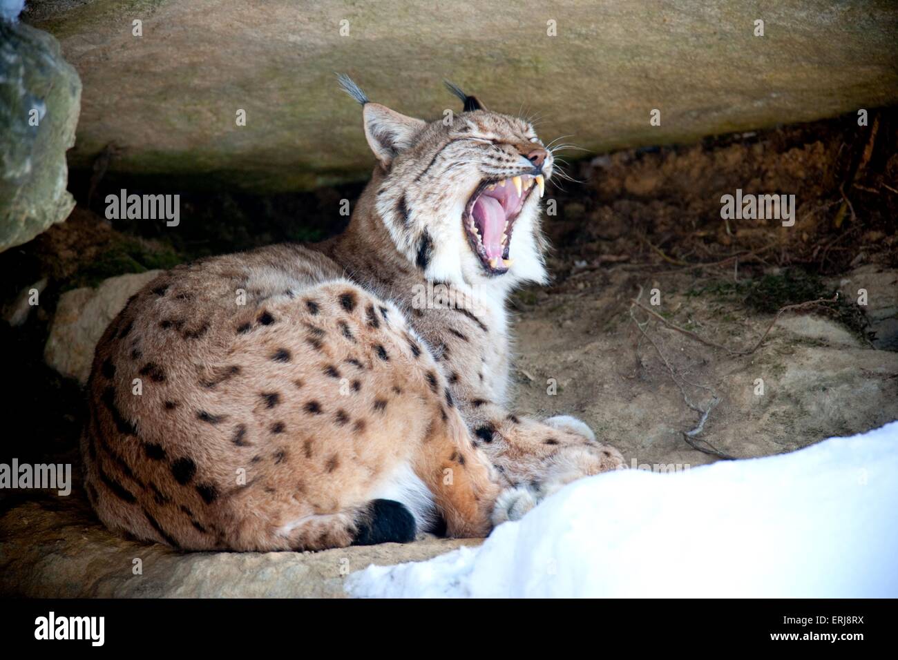 Eurasian lynx lynx lynx yawning hi-res stock photography and images - Alamy