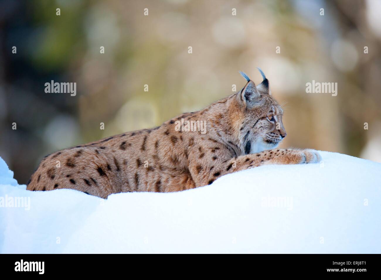 Profile of a lynx hi-res stock photography and images - Alamy