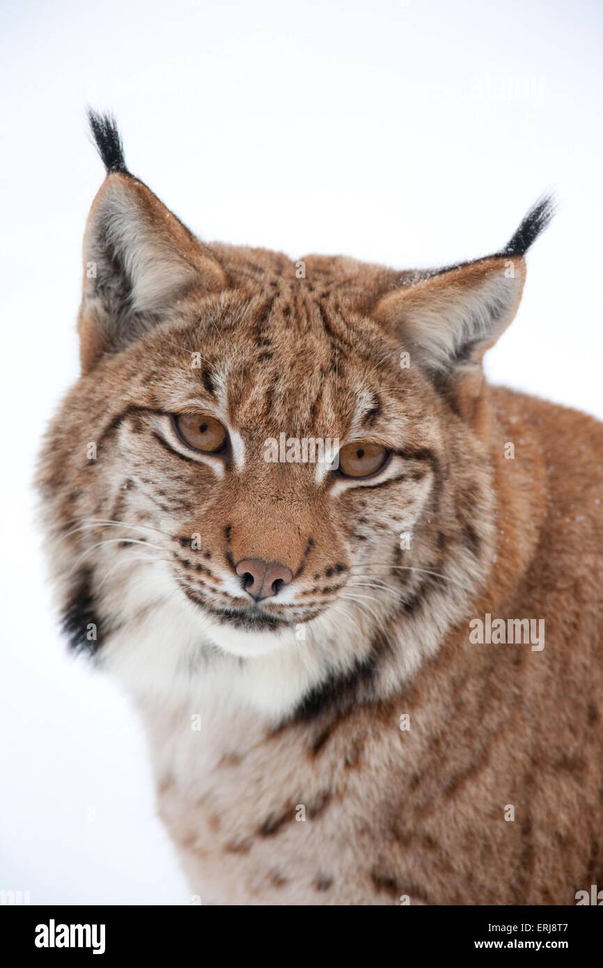 Eurasian lynx lynx lynx adult portrait hi-res stock photography and ...
