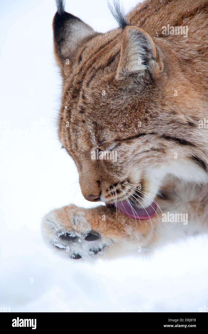 Lynx lynx paw hi-res stock photography and images - Alamy
