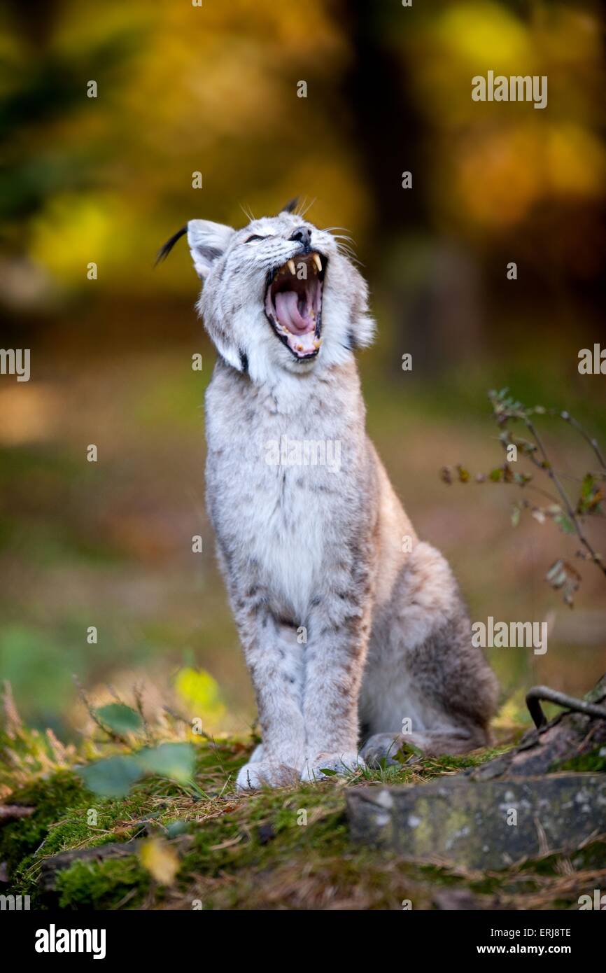 Eurasian lynx lynx lynx yawning hi-res stock photography and images - Alamy