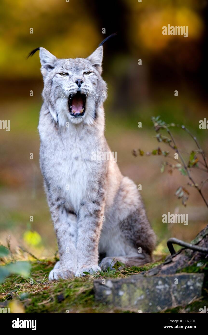 Eurasian lynx lynx lynx yawning hi-res stock photography and images - Alamy