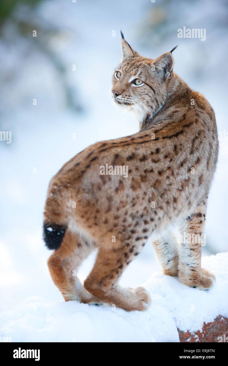 Lynx hi-res stock photography and images - Alamy