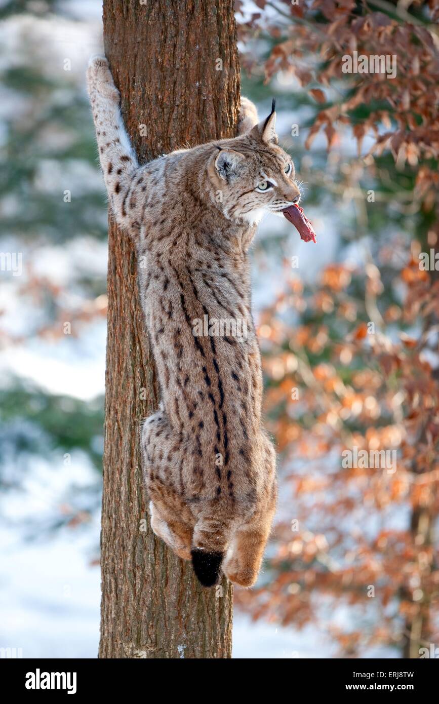 Eurasian lynx lynx eat hi-res stock photography and images - Alamy