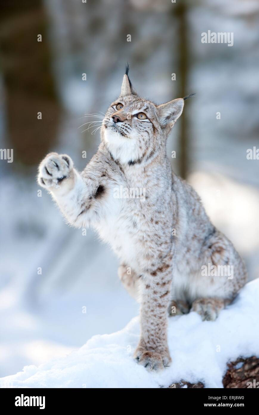 Lynx paws hi-res stock photography and images - Alamy
