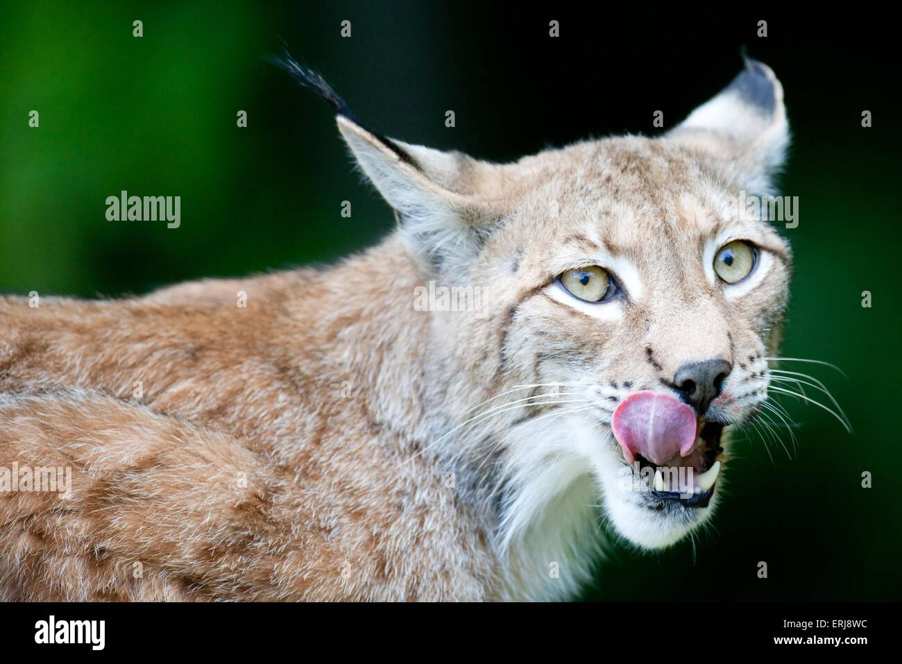 Lynx tongue hi-res stock photography and images - Alamy