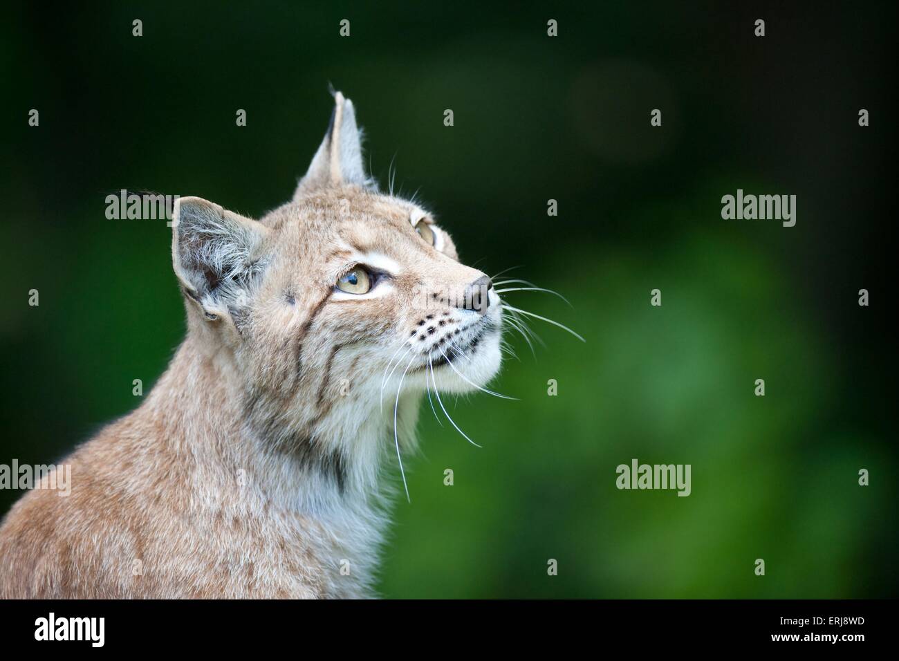 Eurasian lynx lynx lynx adult portrait hi-res stock photography and ...