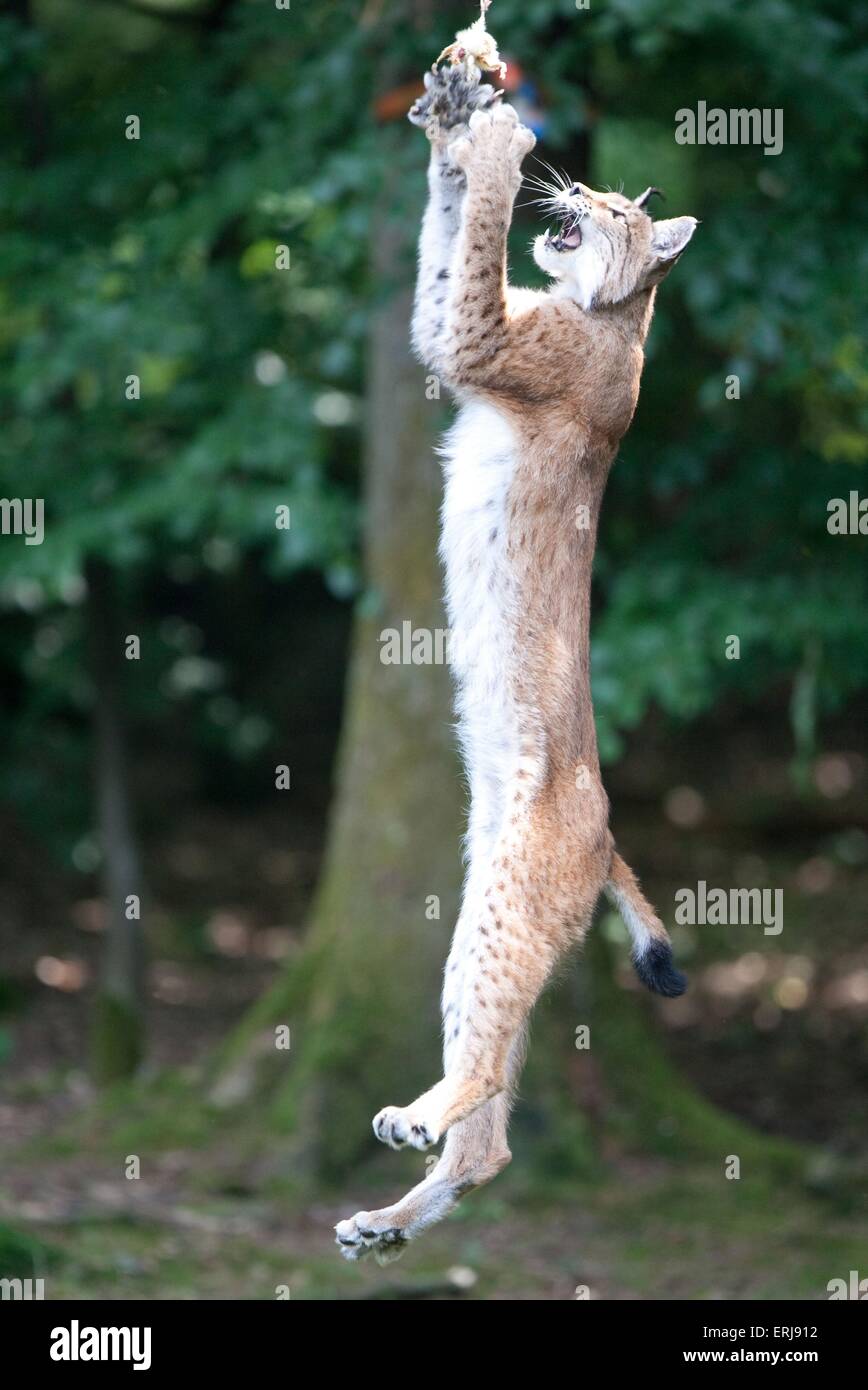 Eurasian lynx lynx lynx profile hi-res stock photography and images - Alamy