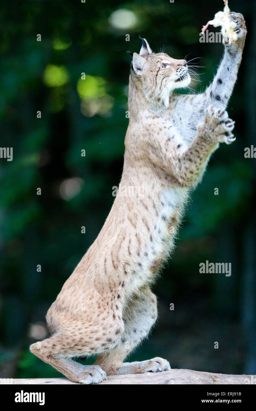 Profile of a lynx hi-res stock photography and images - Alamy