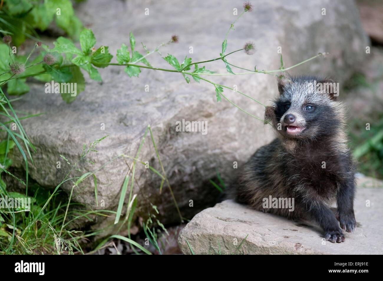 Baby Raccoon Dog
