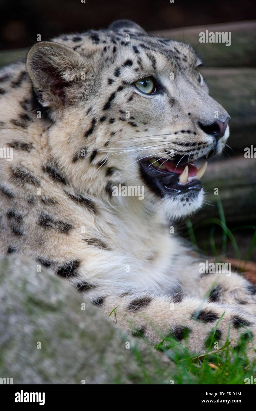 Snow leopard side view hi-res stock photography and images - Alamy