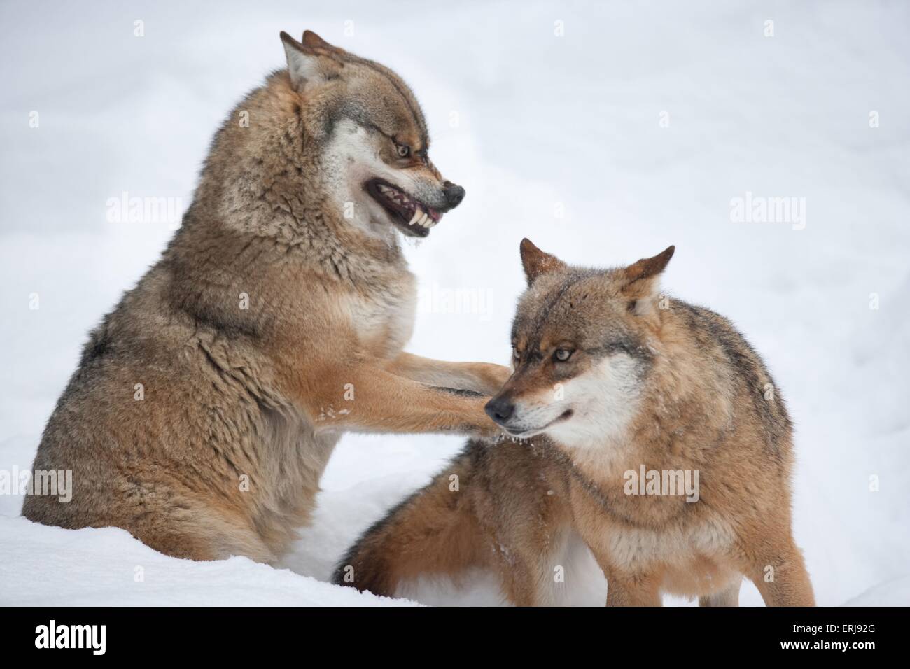 Gray Wolf Dominance Behavior Stock Photos & Gray Wolf Dominance ...