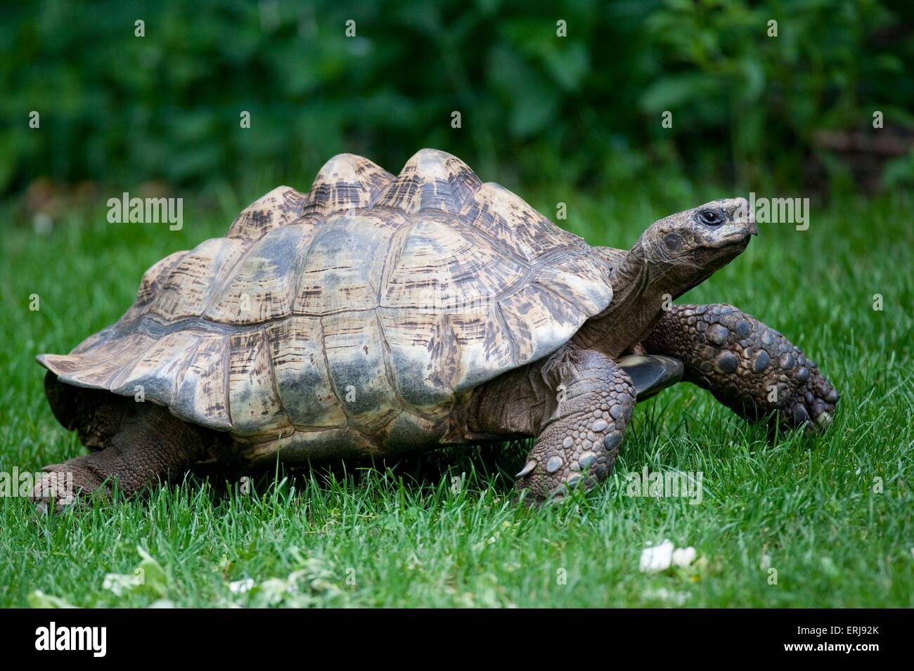 Leopard tortoise hi-res stock photography and images - Alamy